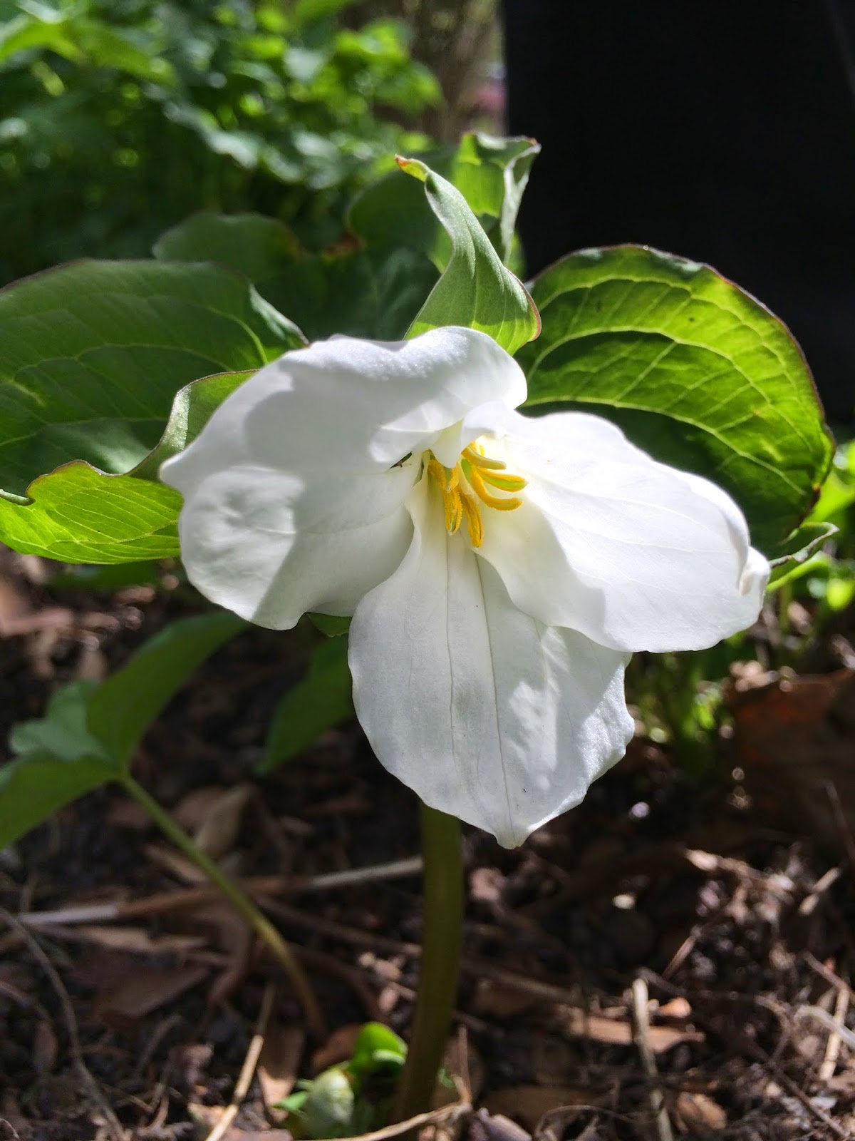 Calamitous Botanicus : Flowers Bloom & Burt Gets to Work