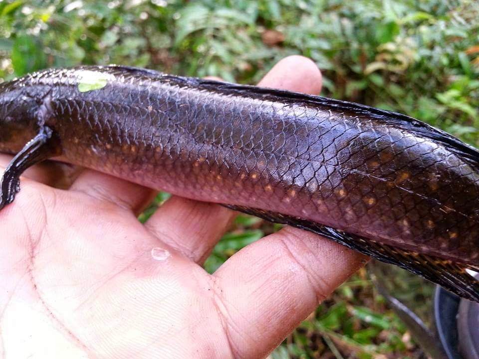 Mahamaya Hiko: Channa cyanospilos "Blue spotted snakehead" channa ...