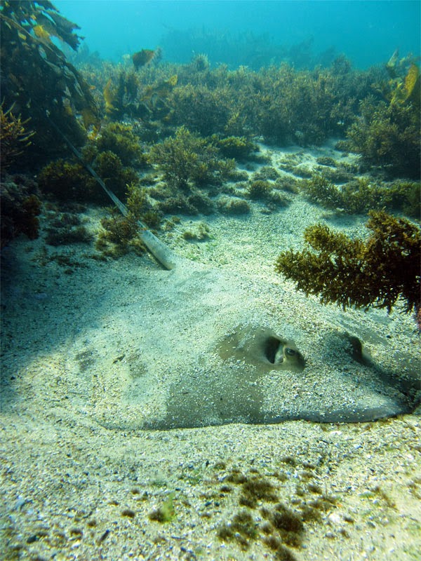 AQUATICHYK: ESTUARY STINGRAY, Hemitrygon fluviorum