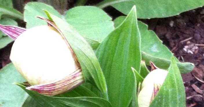 Pluto Sighting!!!! | Teza's Hortus Magnificum