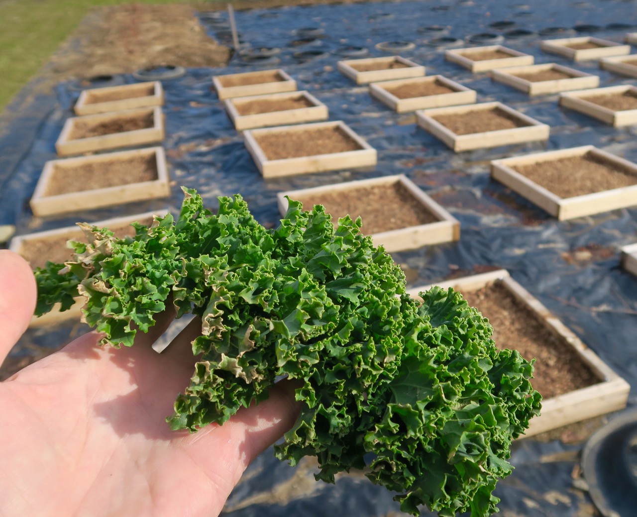 Minibed Gardening: A Kale & Broccoli Planting SchemeFor Minibeds-On-Plastic