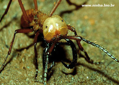 Vida de formiga: Formiga Legionária (Eciton burchellii)