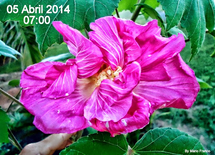Meu Cantinho Verde: ROSA-LOUCA, CONFEDERATE-ROSE - ( Hibiscus mutabilis)