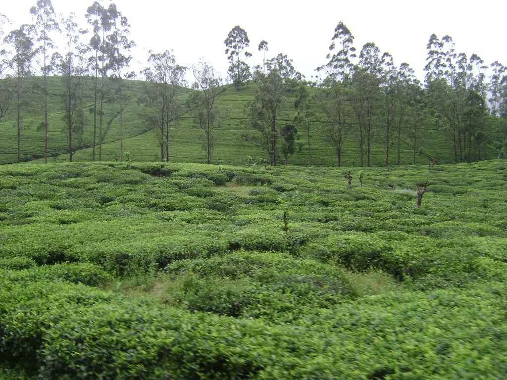 Kotagala Railway station