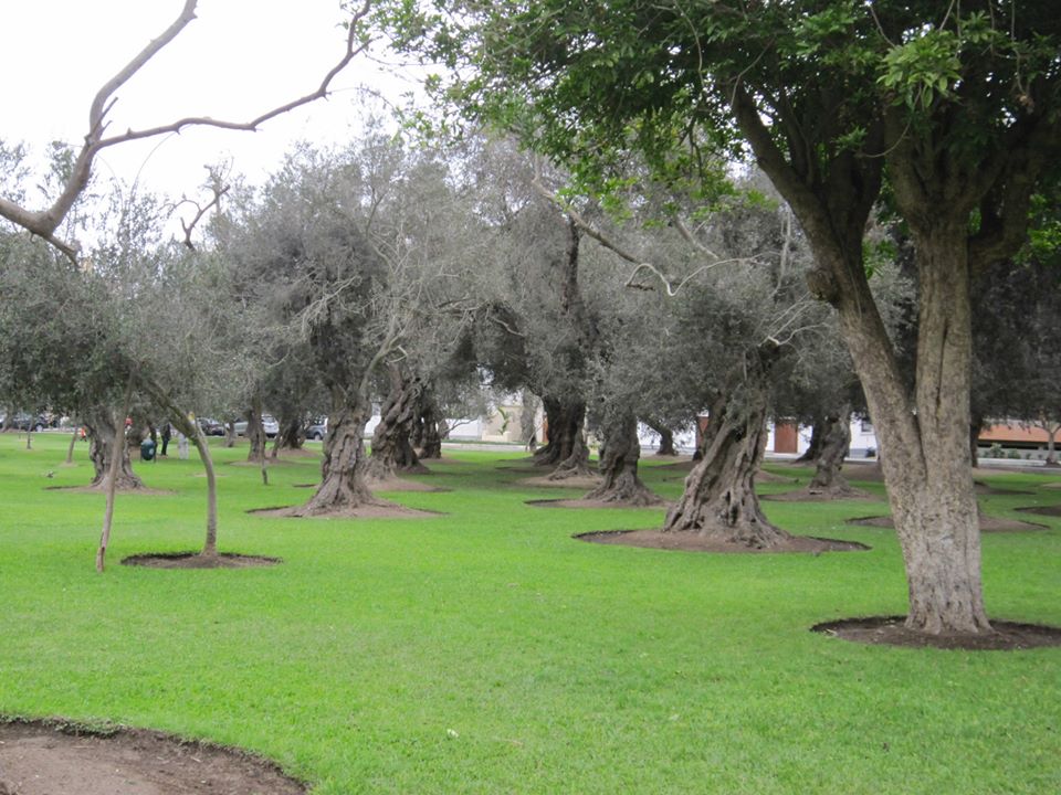 El Olivar Park | Gringo Peru