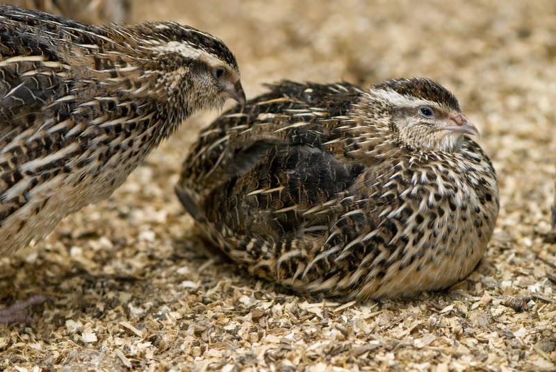 Norvegian Farms: Japanese Quail