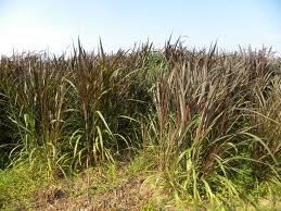 Estágio no Sítio dos Herdeiros: O capim elefante (Pennisetum purpureum ...
