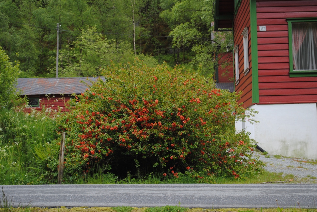 Blåbærhagen: Rekviem for en busk