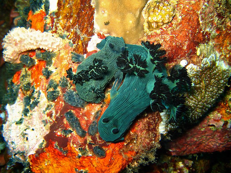 Beautiful Creatures of the sea Photos and information about sea creatures