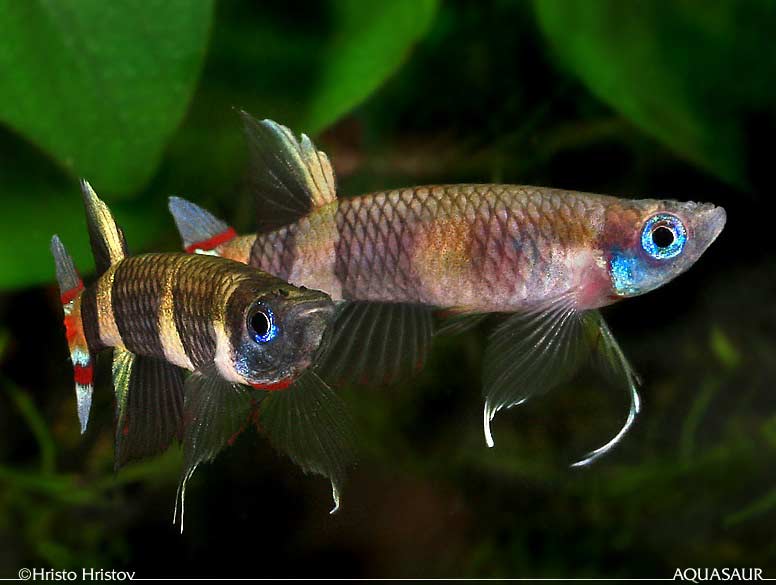 IKAN CLOWN KILLIFISH ~ Everything About Fish