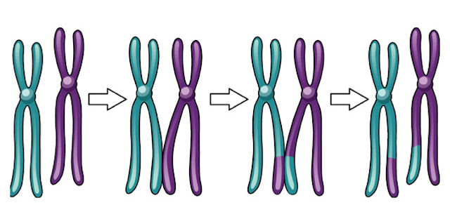 El "crossing over" - Biología