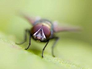 Mengenal Hewan dan Tumbuhan: Nama Ilmiah Lalat