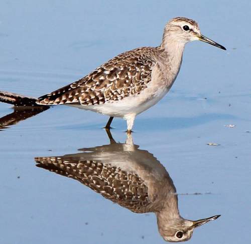 Wood sandpiper photos | Birds of India | Bird World