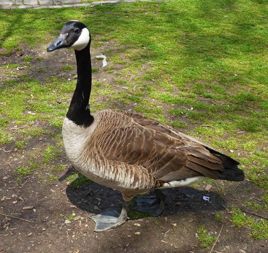 Occasional Toronto: The Friendly Goose