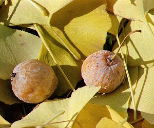 KY Natural Inquirer: Golden Ginkgo Trees