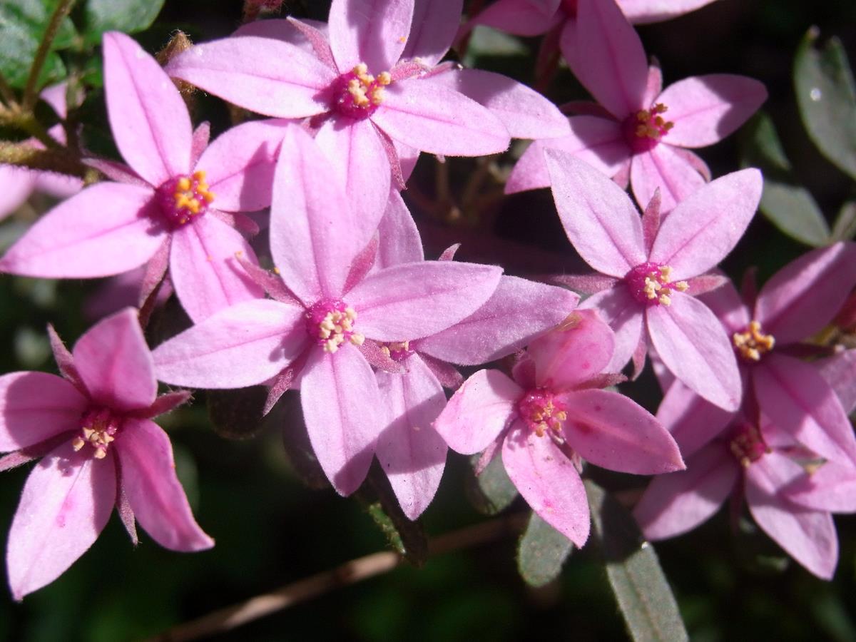 Beauty Of Flowers: Boronia