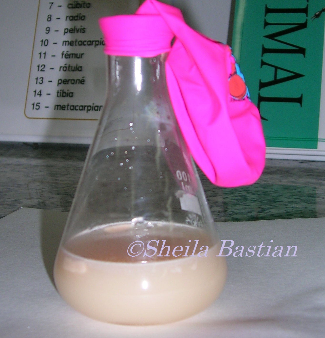 Science Magazine: FERMENTATION - BREAD AND BEER MAKING!