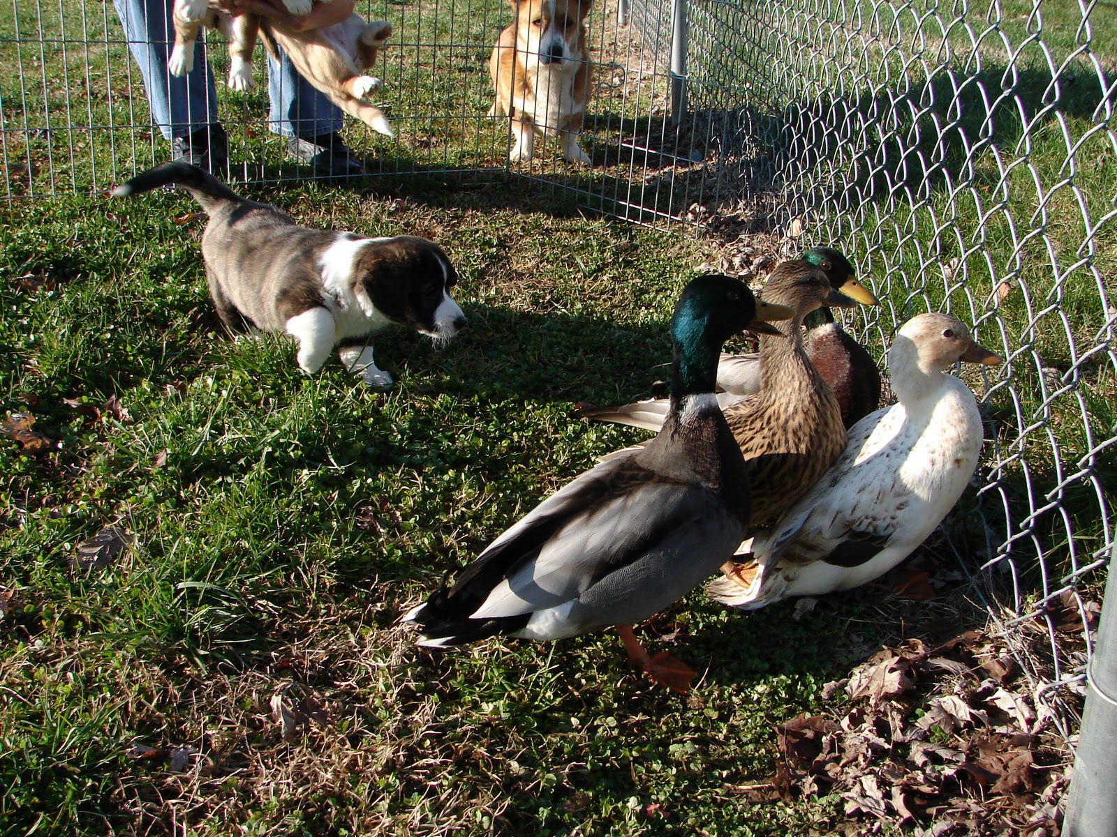 Bluefox Cardigans: Duck dogs are BORN--not made!