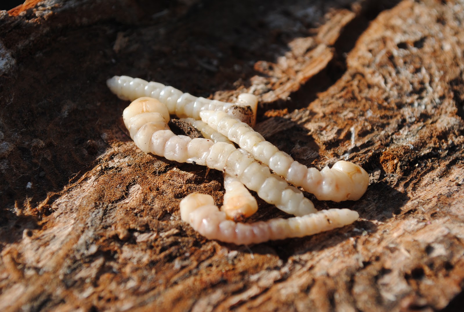 Paratus Familia Blog: Witchetty Grubs