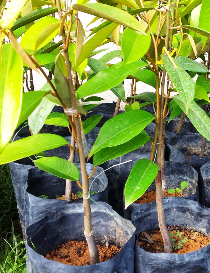D Agro Nursery Plants: DURIAN batang MAS berbuah rendah besar lebat