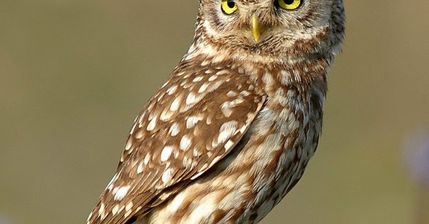 Baglyok: Bagoly lába