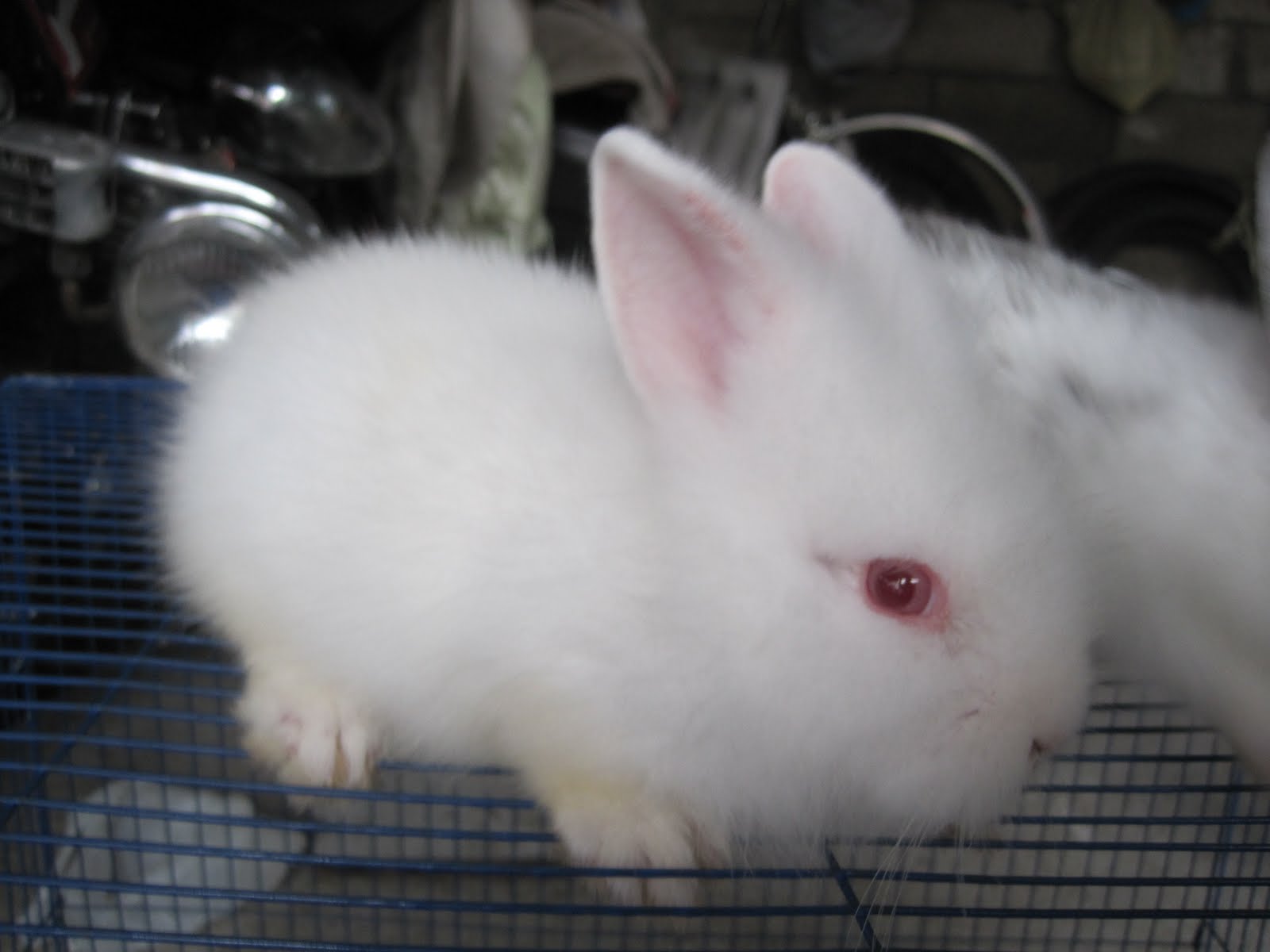 MY PETS PARADISE: arnab angora white