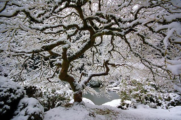 PlantZee: Information on Japanese Maple