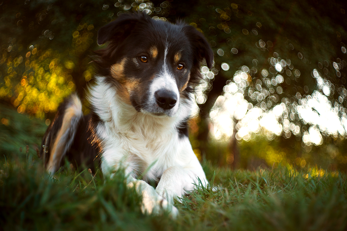 Atrej photography: Border kólia tricolor