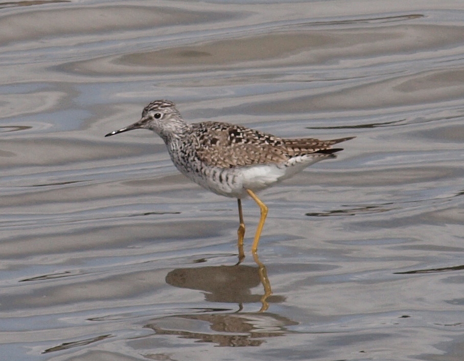 Birding Is Fun!: Utah Birding Hotspot: Decker Lake