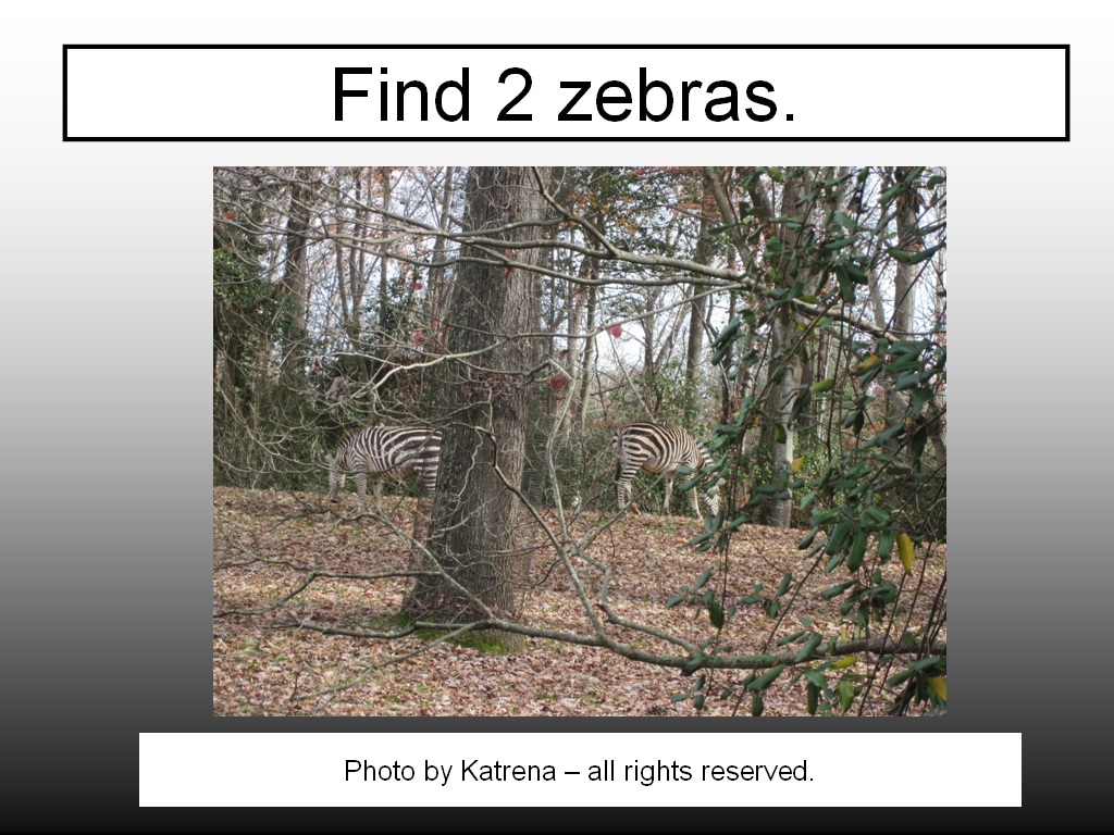 Student Survive 2 Thrive: Animals Camouflaged at the NC Zoo - Find the ...