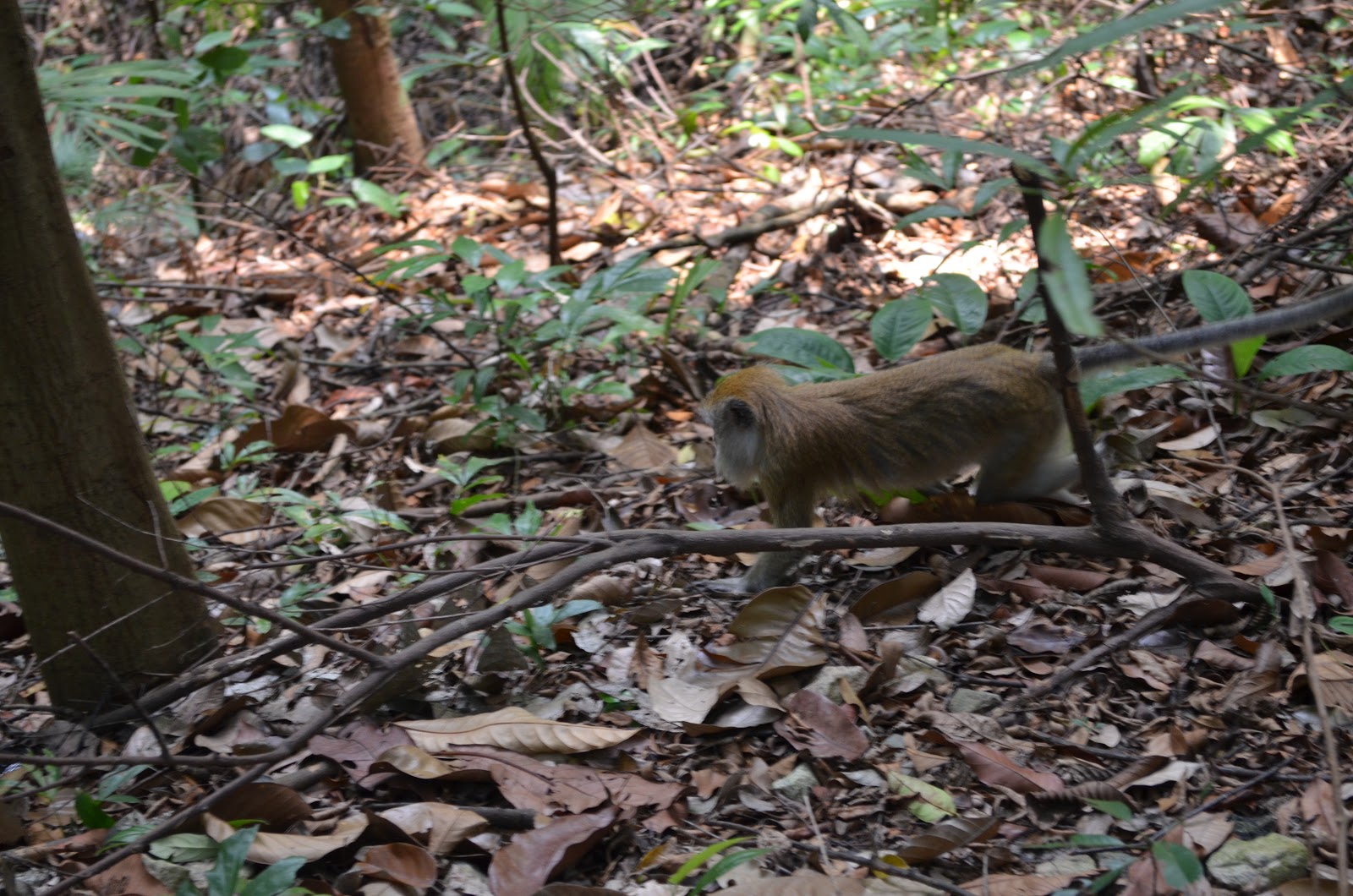 Engineered in HD: Bukit Timah Nature Reserve