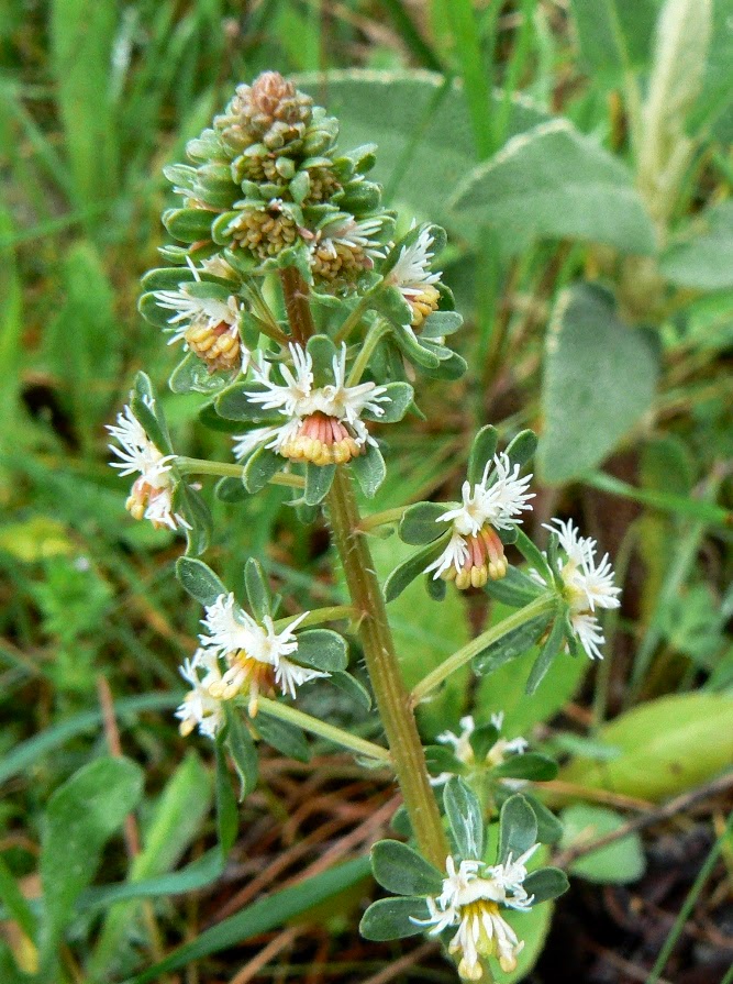 Wildflowers of Andalucia: Reseda phyteuma