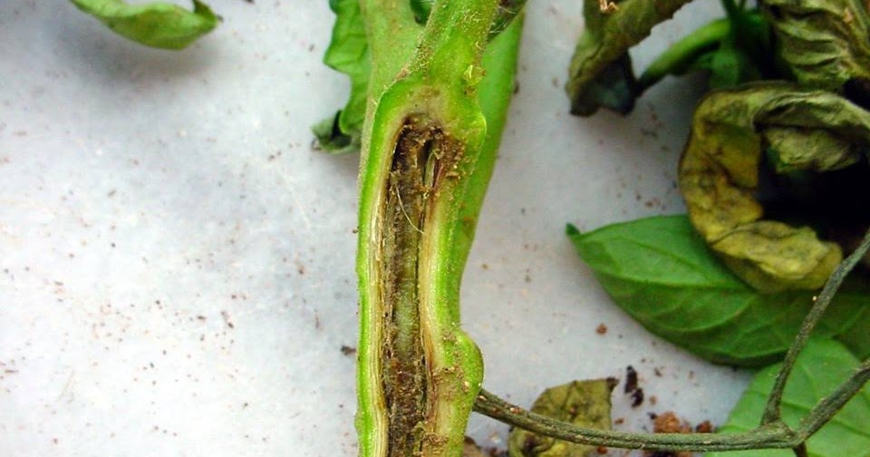 Biokipos: Τομάτα-Βακτήριο Καραντίνας Clavibacter michiganensis