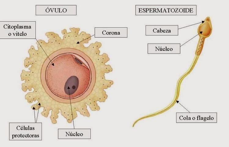 Blog de Biología - ASM: GAMETOGÉNESIS