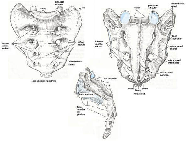 Laboratório de Anatomia: Coluna Vertebral