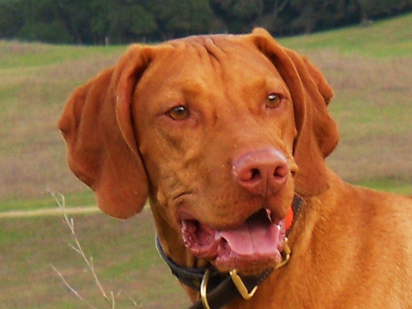 redbirddog - a hungarian pointer (vizsla) blog: Vizsla as a guard ...