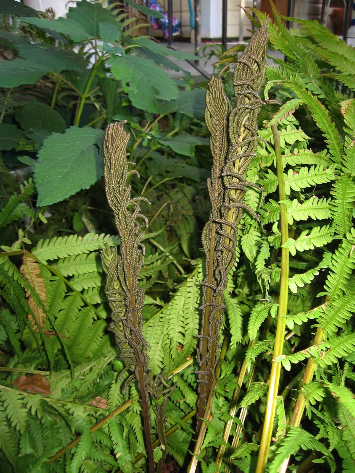 Tangled Web: Ostrich Fern (Matteuccia struthiopteris)