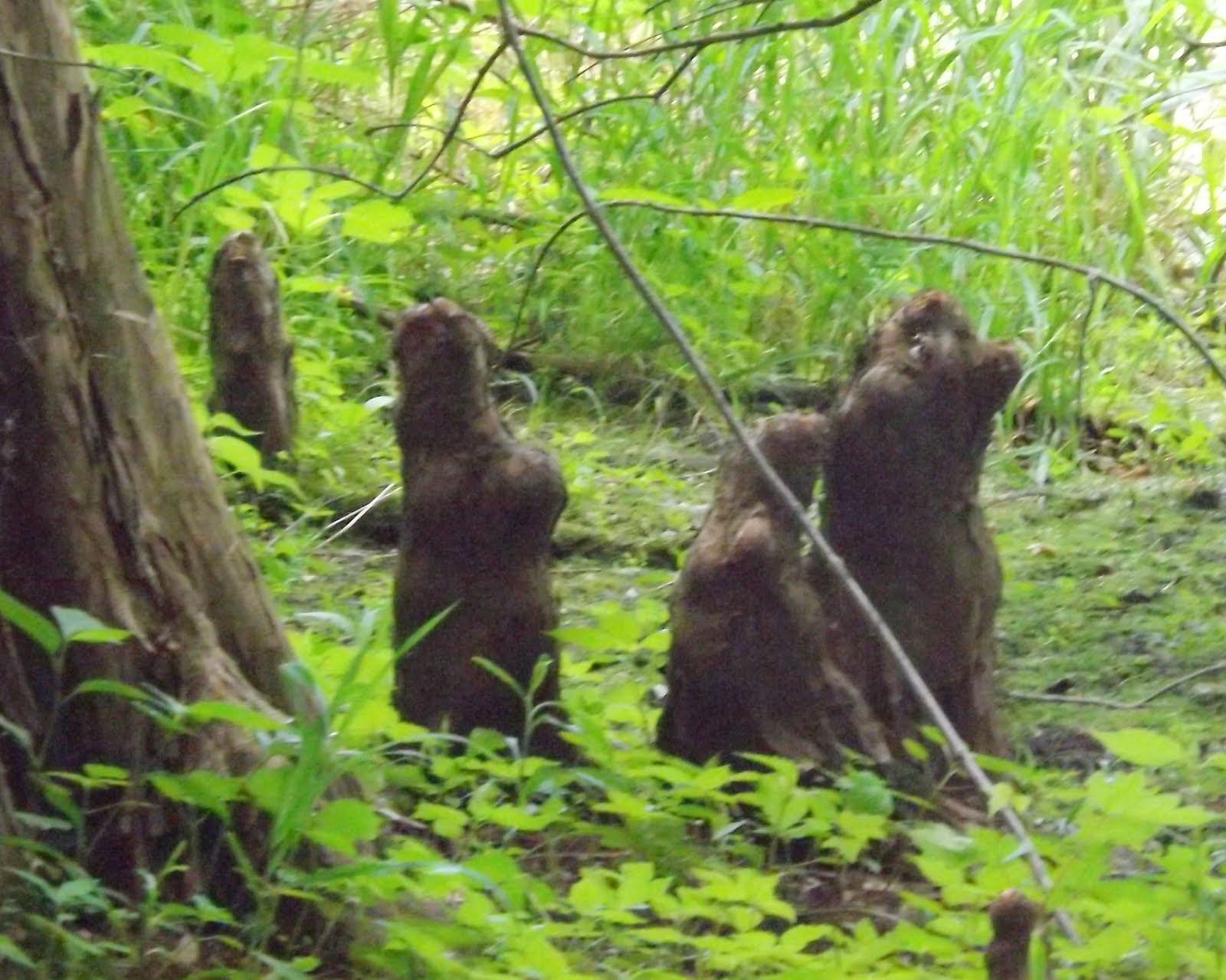 Unearthing My Creative Identity: Ruth Kern Woodland Preserve, Fulton County