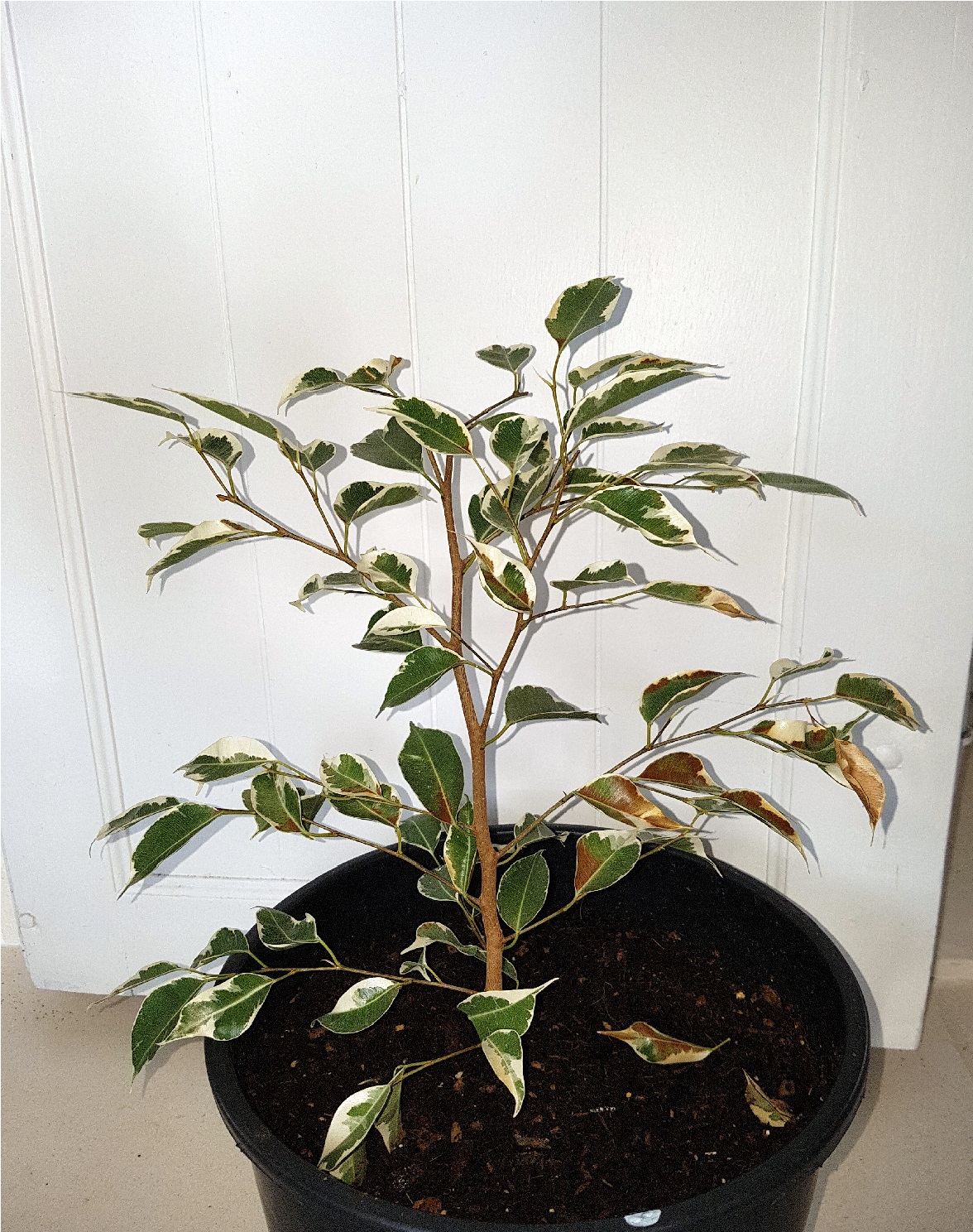 Ficus benjamina 'Variegata'