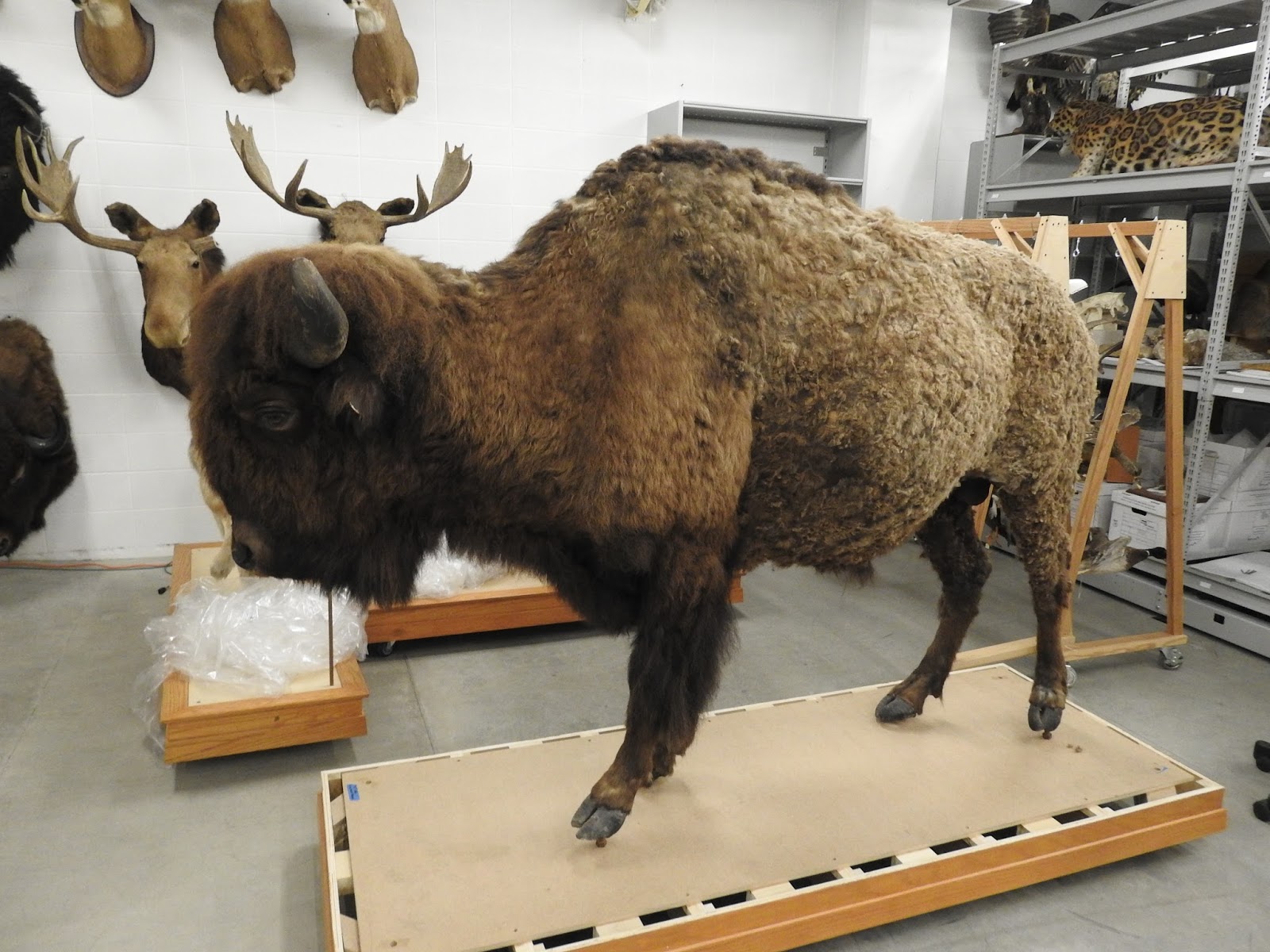 BONE ROOMS: January 2018