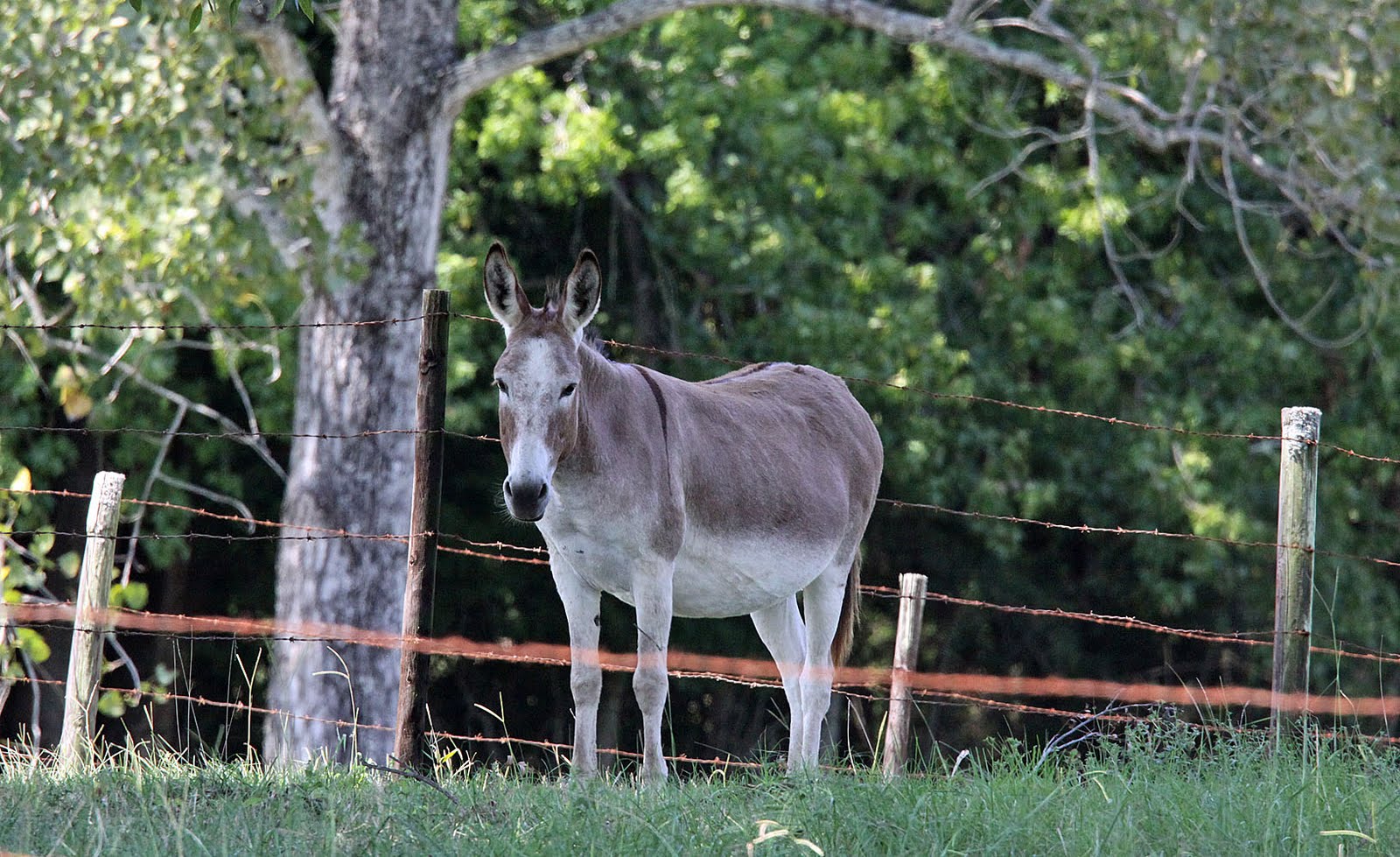 Southern Lagniappe: Donkeys