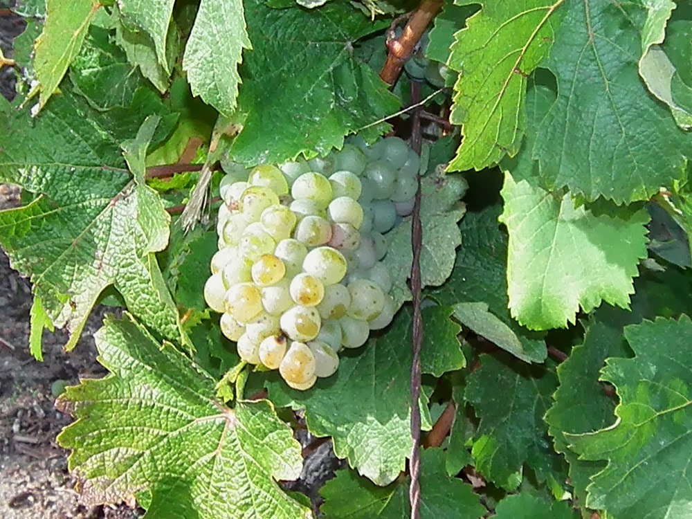 Days on the Claise: Identifying Chenin Blanc Grape Vines