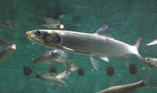 Gastronomia Mundial Ibero: LOS FAMOSOS CHORIZOS DE MALACHO DE BOCA DE ...