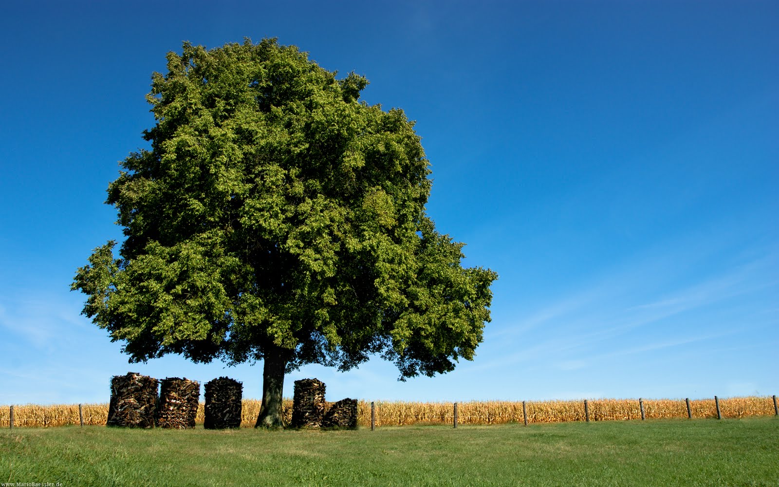 Banco de Imágenes Gratis: Fotografías de árboles en todas las ...