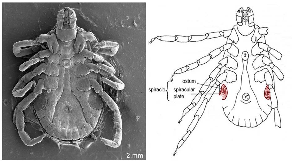 The Scorpion and the Frog: Welcome Home to Wood Tick Acres!