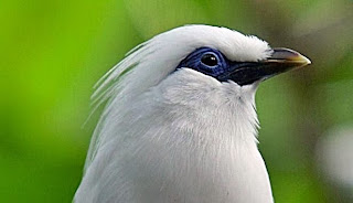 Mengenal Jalak Bali - Ocehan Kenari