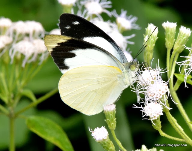 The Forested Path (and Beyond): BUTTERFLIES of RAUB: The Plain Puffin ...