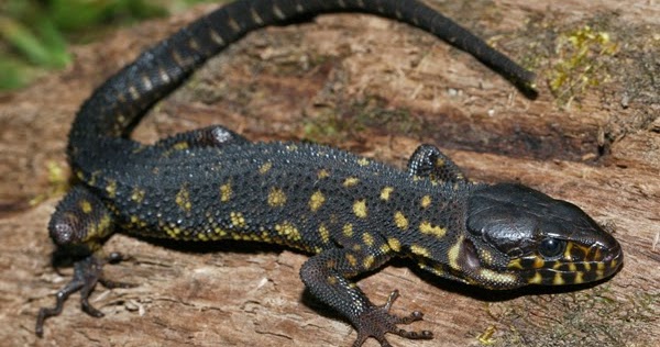 Variety of Life: Lepidosauria