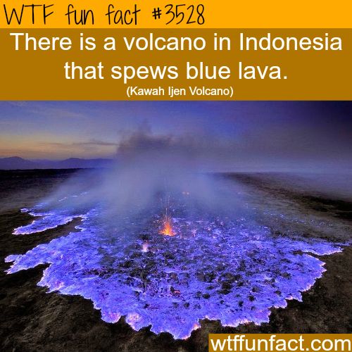 40 Interesting WTF Fun Facts | Amazing WTF Facts