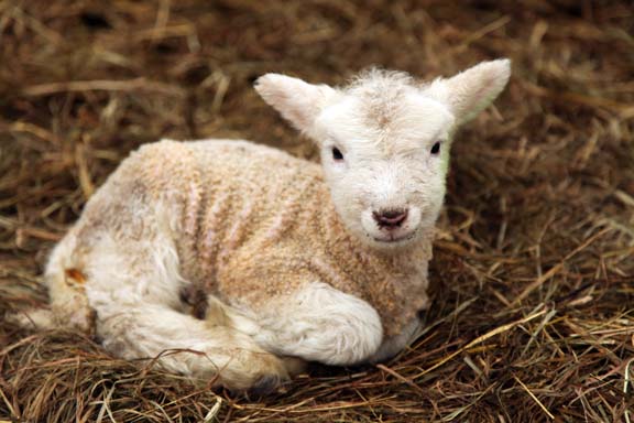 Getting Stitched on the Farm: Sweet Lamb of the Day